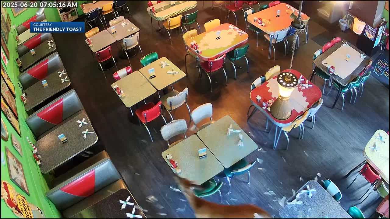 Video shows deer jumping through window into NH restaurant