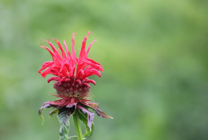 10 Garden Colors That Make Birds Flock To Your Yard