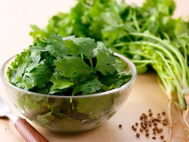 Beneficios del cilantro: para qué sirve, cómo se consume y ...