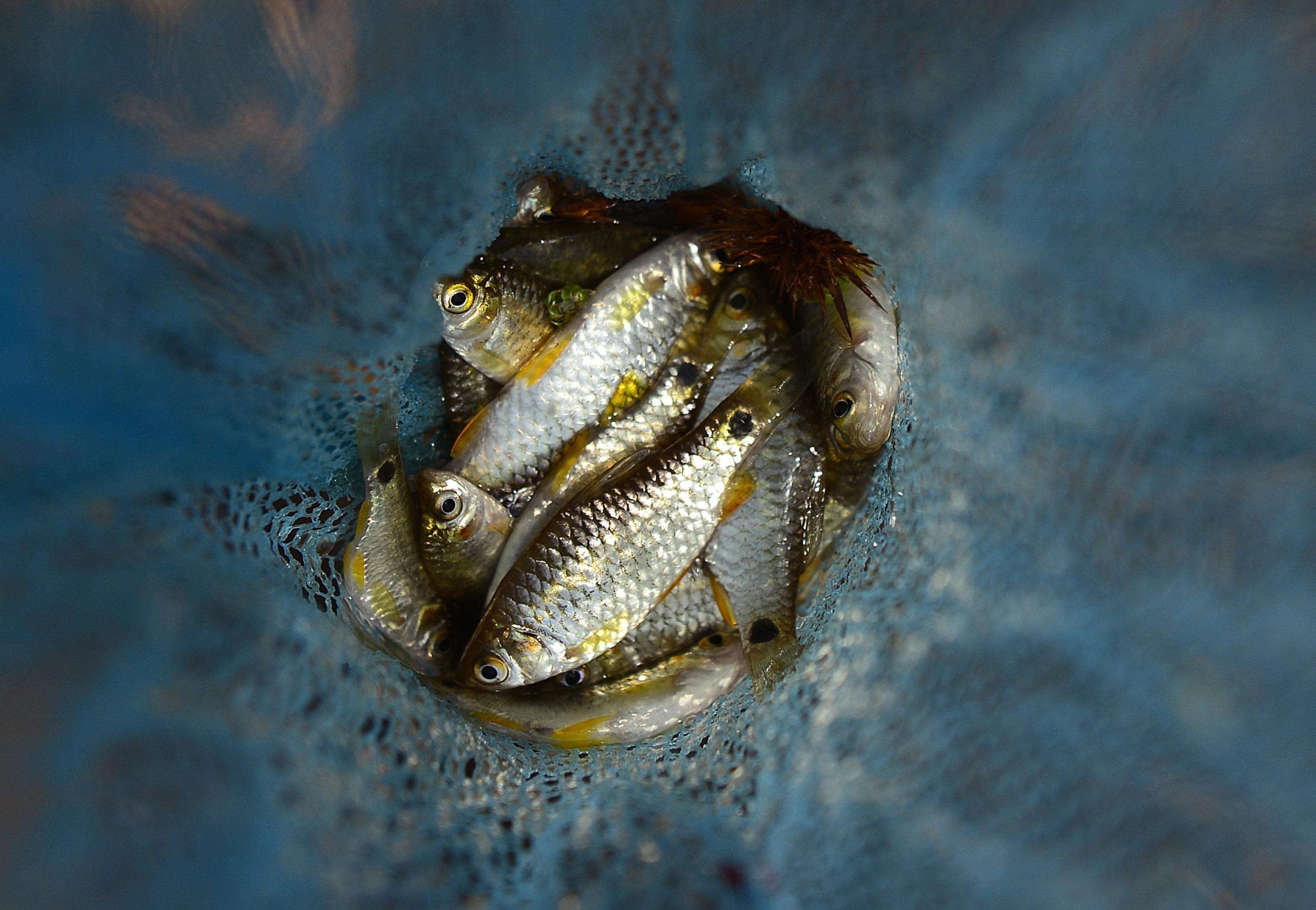 Pesci fuori dall'acqua negli allevamenti provano intenso dolore
