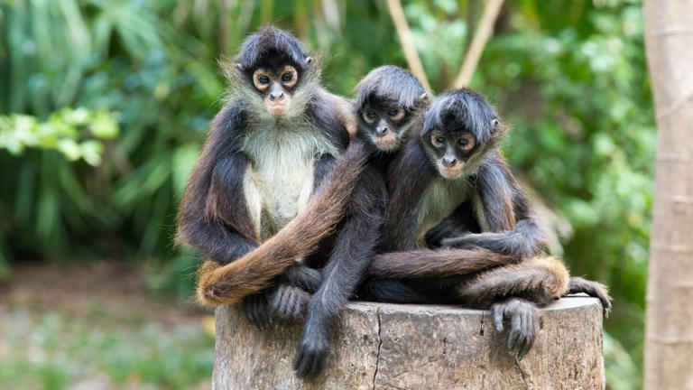 Meet The World’s Most Unusual Monkeys — From Capuchins To Mandrills