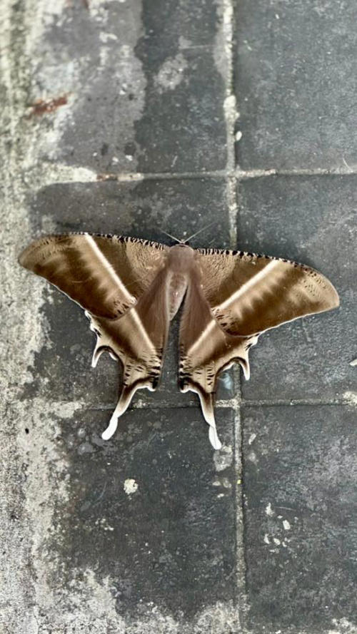 Tropical swallowtail moth: Why is this insect all over Metro Manila—and ...