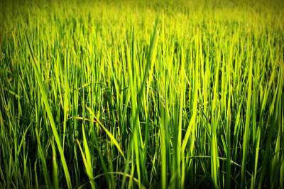 Agricultural production up around 46% in last ten years