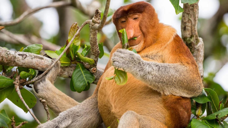 Meet The World’s Most Unusual Monkeys — From Capuchins To Mandrills