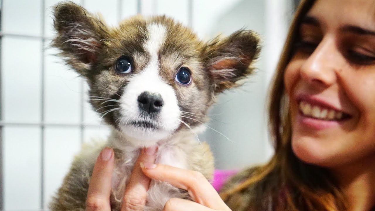 Look at her - she's the strongest dog in the world!