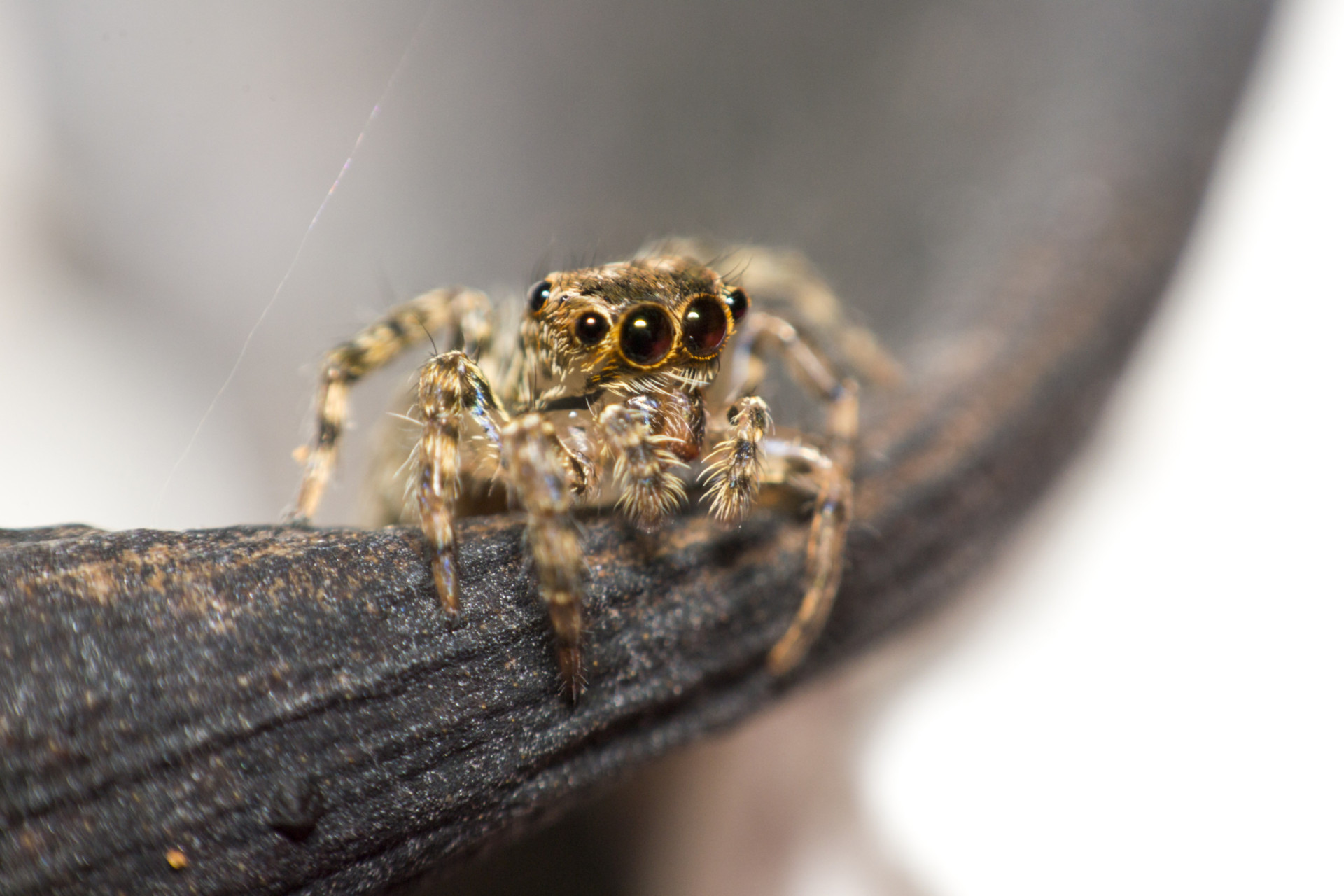 Animals that can survive (almost) anything