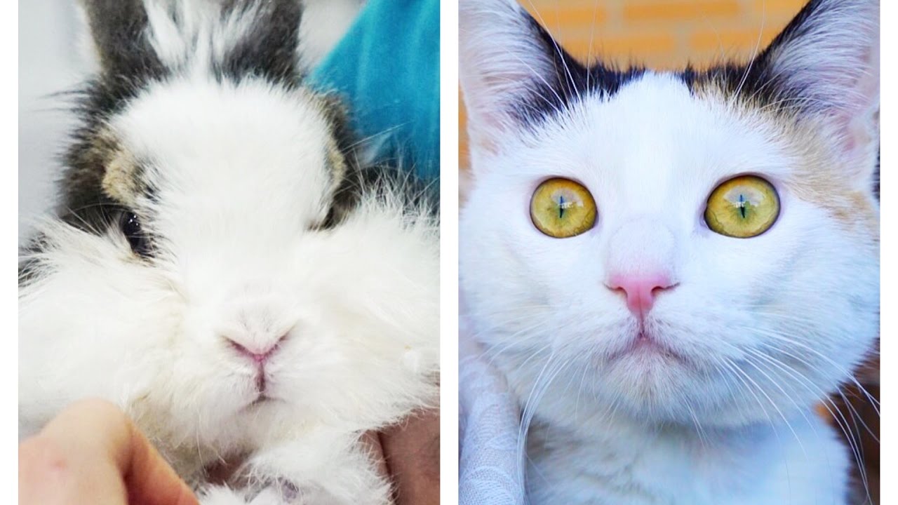 Forrest the rabbit has left us - a day full of emotions