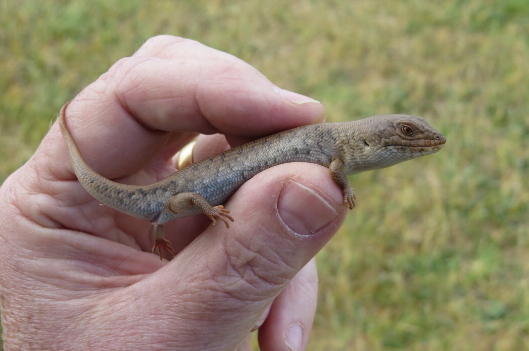 New homes for endangered native skink aim to improve survival chances