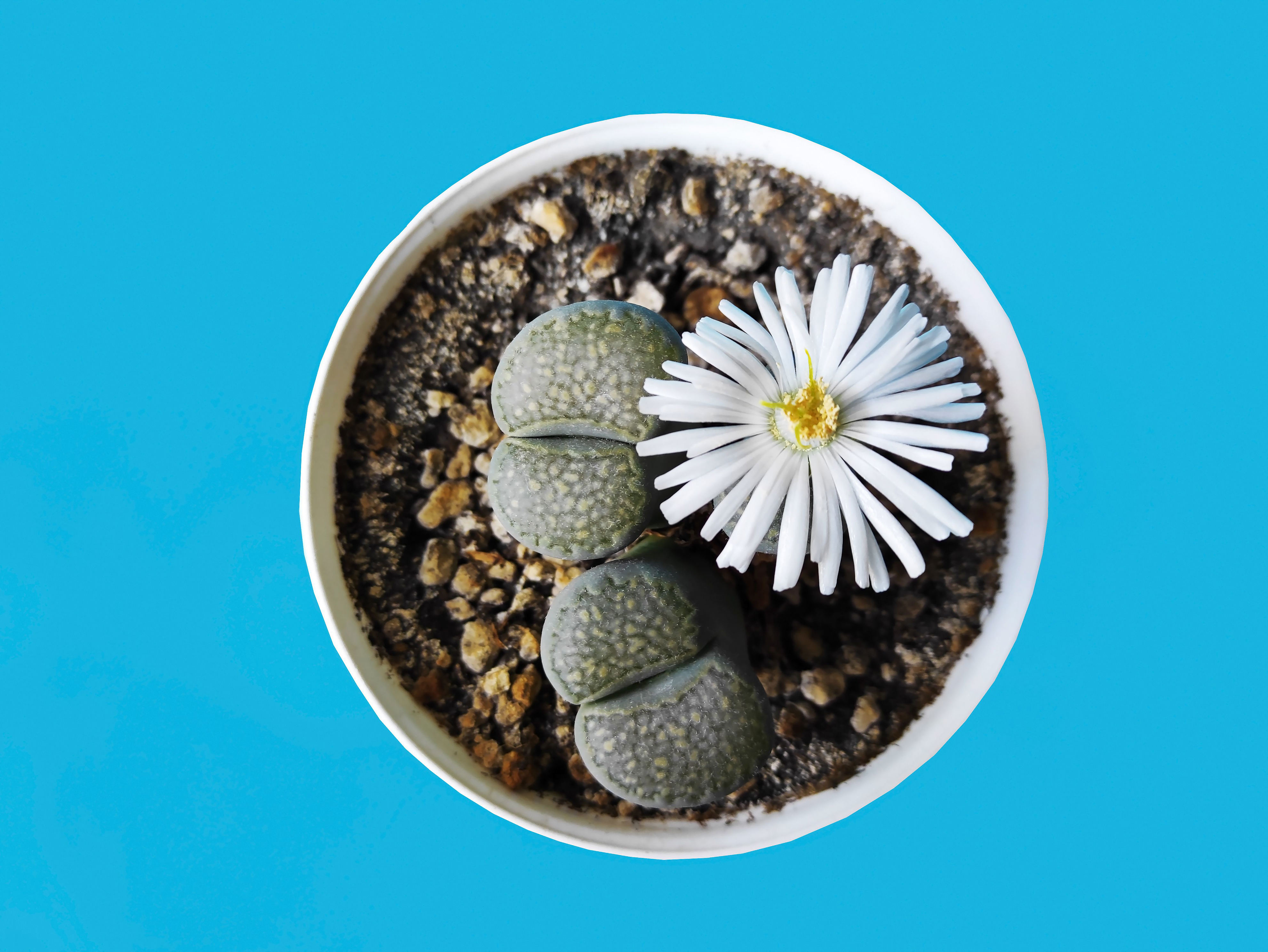 Looking for a Low-Maintenance Plant? These Succulents Produce Flowers
