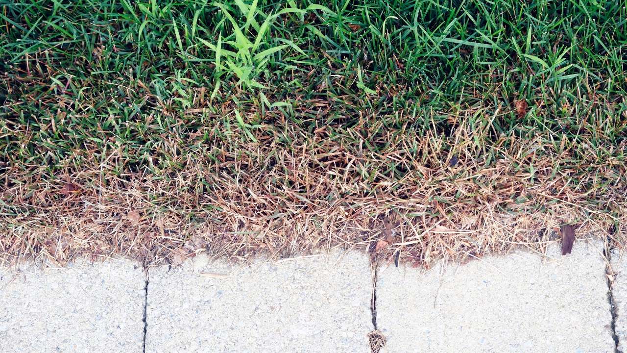 10 habits that kill grass faster than you realize
