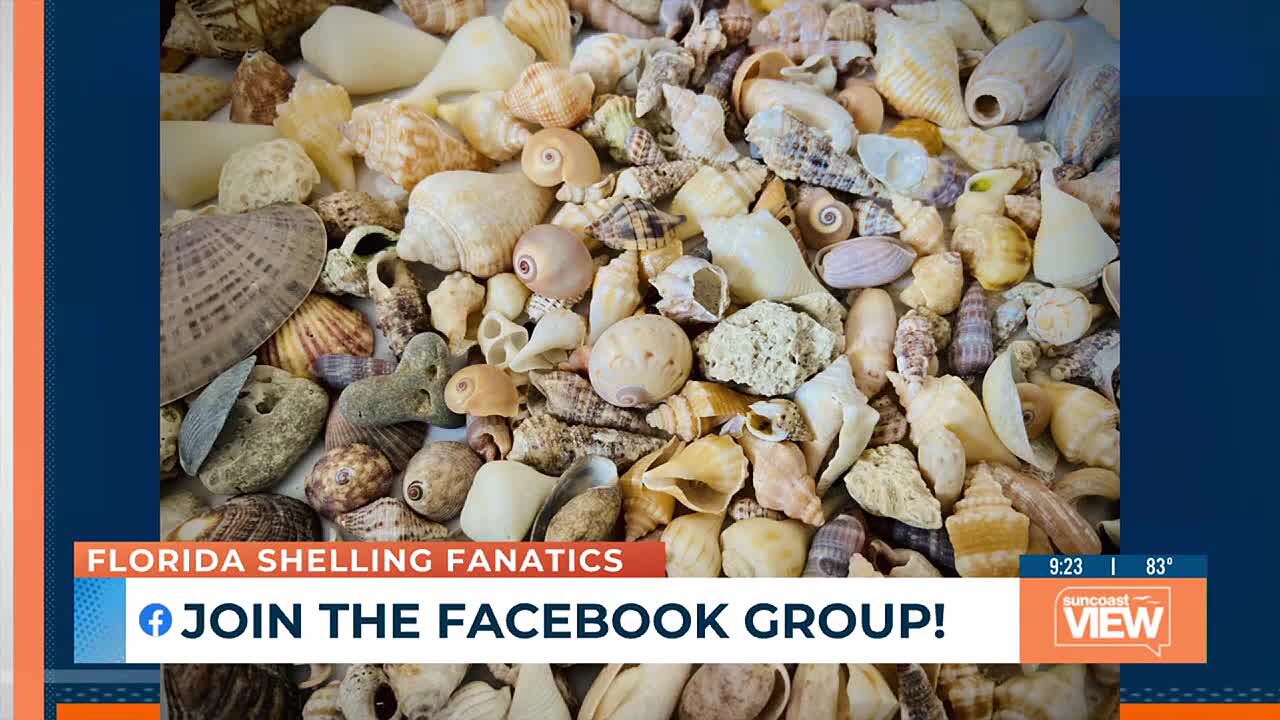 National Seashell day!