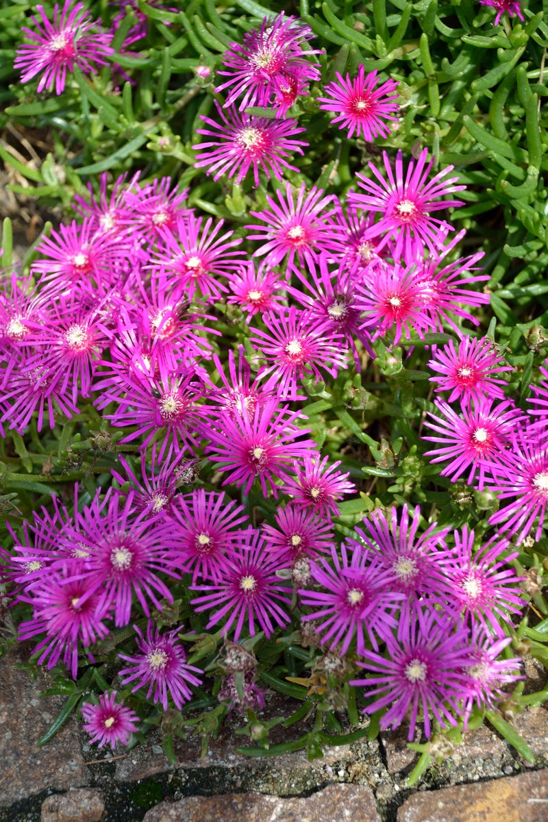 Looking for a Low-Maintenance Plant? These Succulents Produce Flowers
