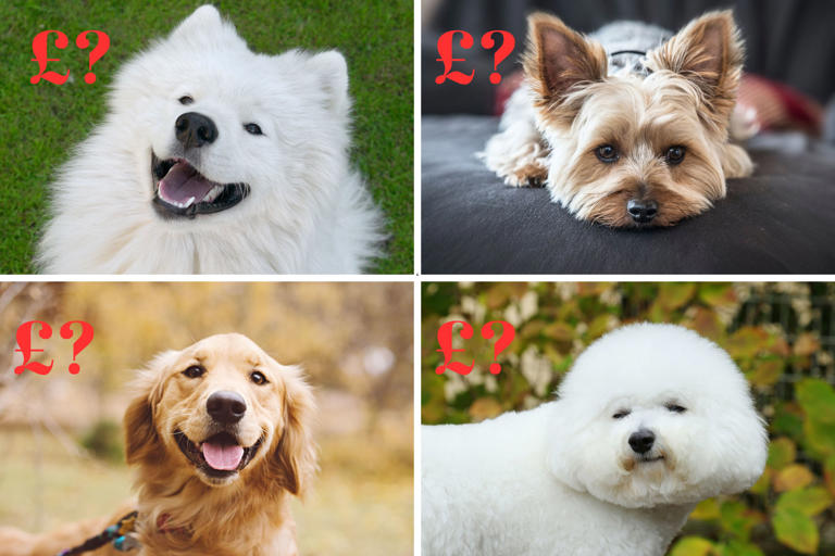 Dog Prices 2025: Here are the 20 most and least expensive breeds of ...