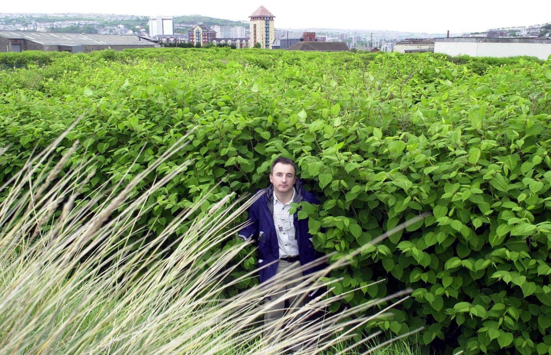 Do you live in one of Britain's Japanese knotweed hotspots?