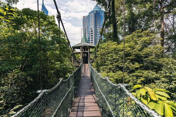15 Tree Canopy Walks Above the Forest Floor
