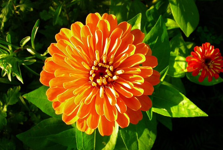 10 Garden Colors That Make Birds Flock To Your Yard