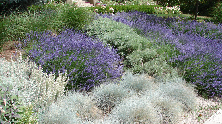 25 Plants With Silver Foliage To Give Your Garden A Fantasy Vibe