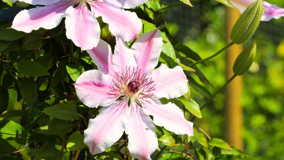 11 Easy-to-Grow Clematis Varieties for Beginners