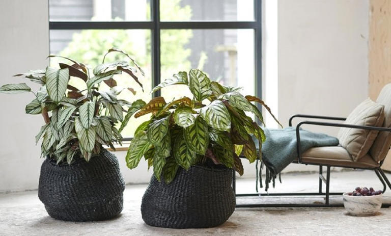 Cuidados de la Calathea en Casa: Guía Completa con Soluciones y Trucos