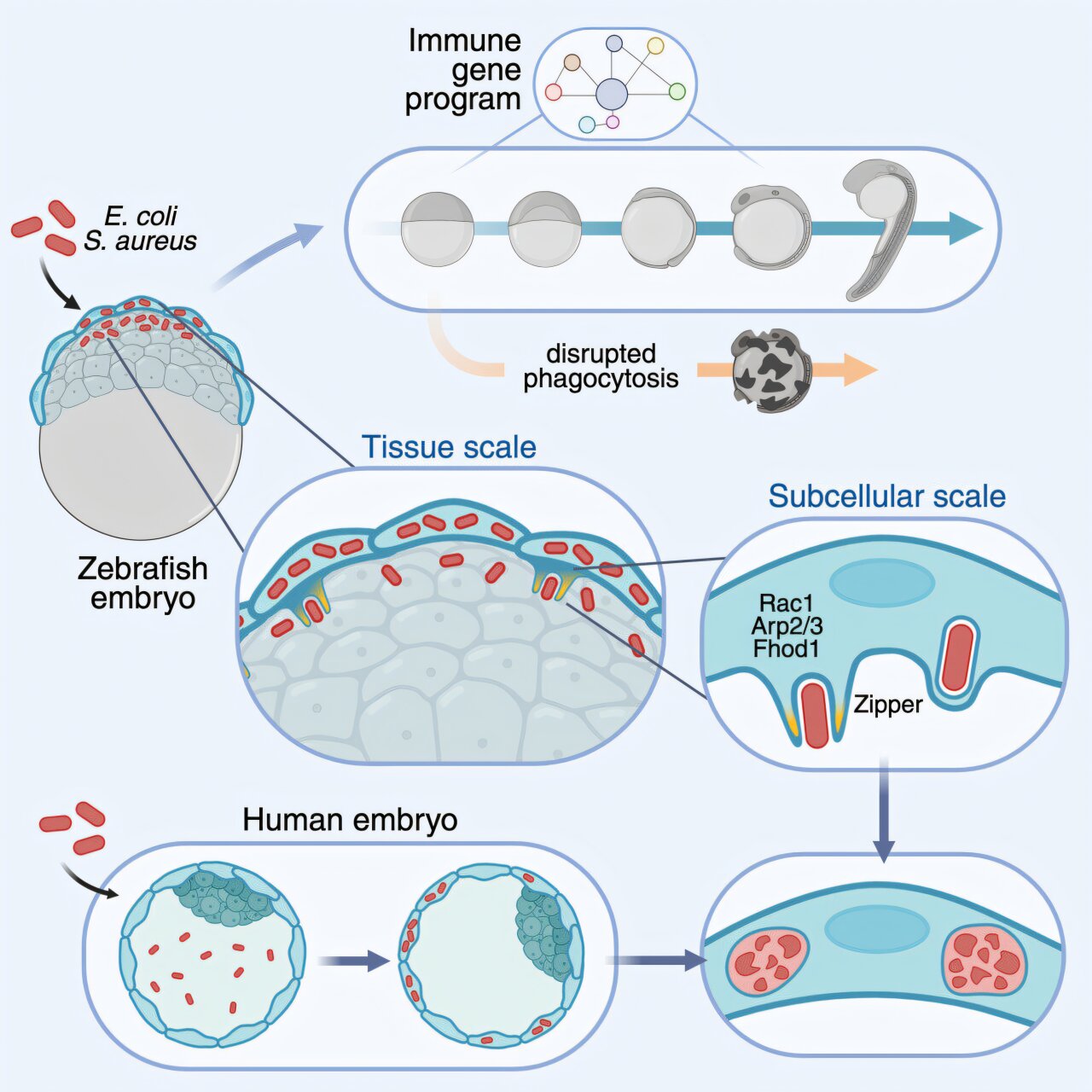Embryos can eliminate bacterial infections before forming their immune ...