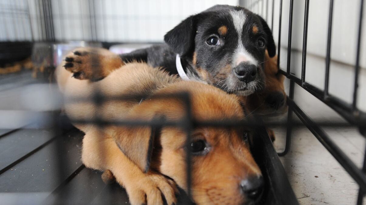Overland Park approves ordinance updating animal licensing, breeding ...