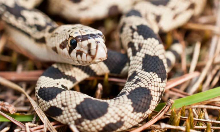 These are the Largest Snake Species in North America and Where They Live