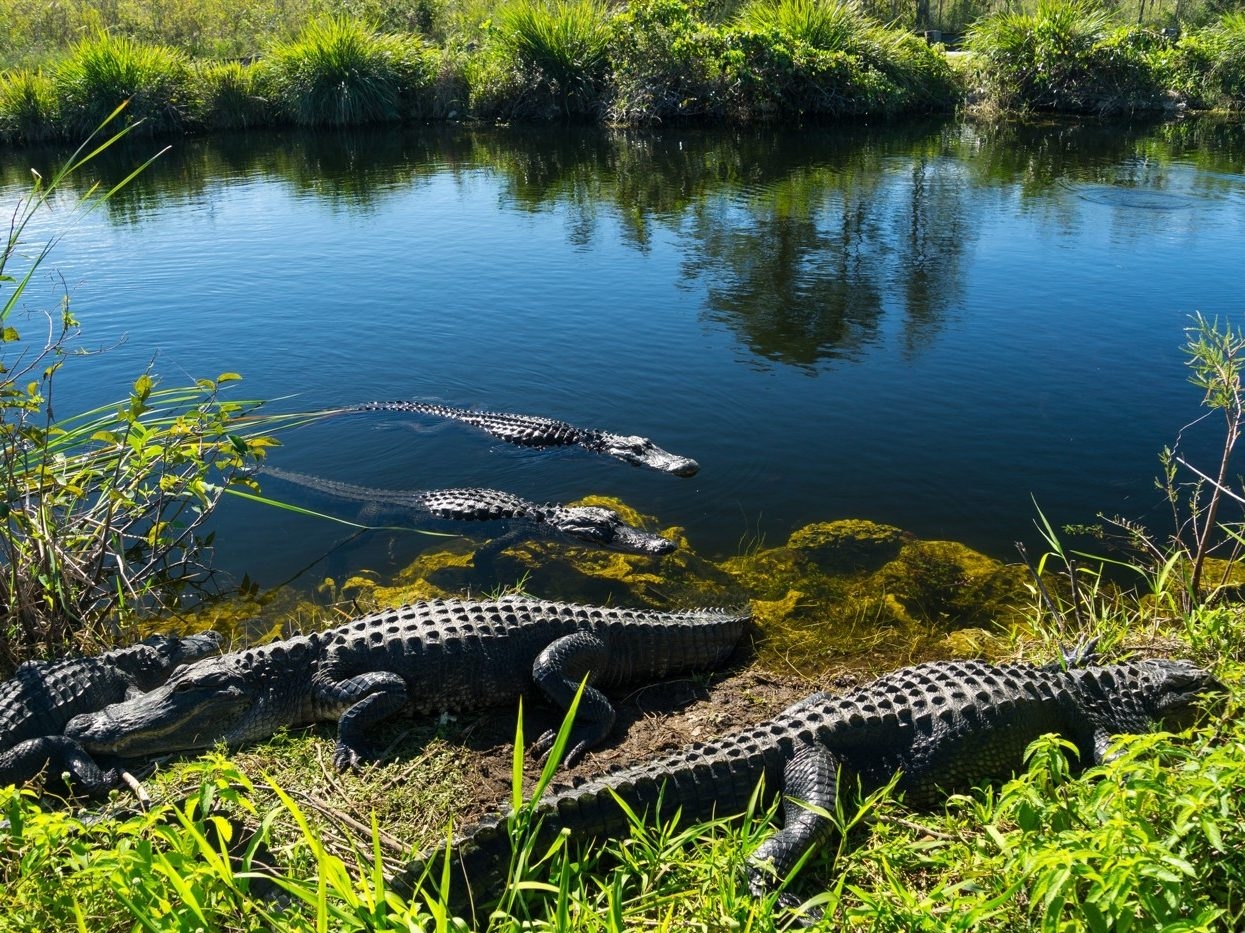 ‘NOWHERE TO RUN’: Florida pitches 'Alligator Alcatraz' to detain ...