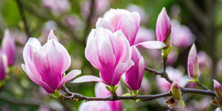 Cuidados de las magnolias y sus variedades: guía completa para un ...