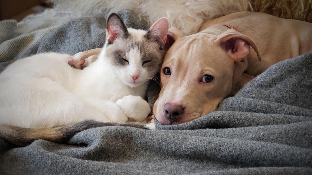 Chicago heat wave: Cook County Animal and Rabies Control tips to ...