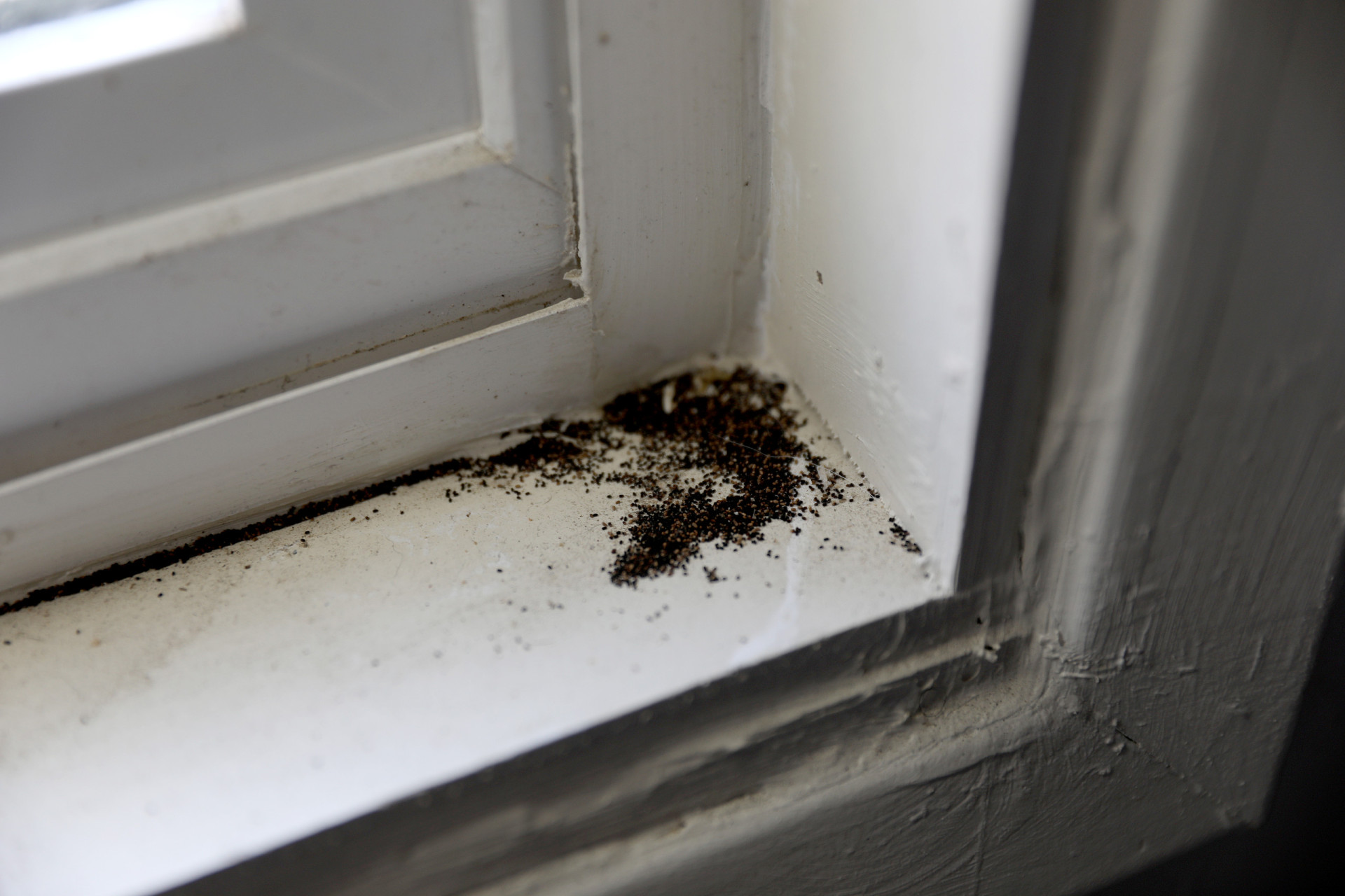 The hidden dangers of an unclean home