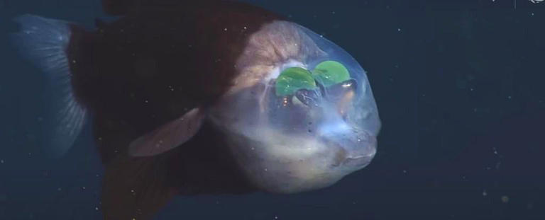 This Fish Has a Weird See-Through Head With Its Eyes On The Inside ...