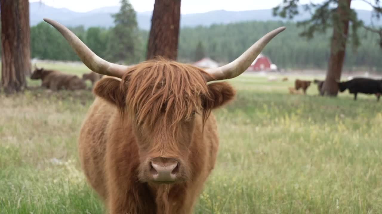 Fluffy cow, horses and family traditions in Huson