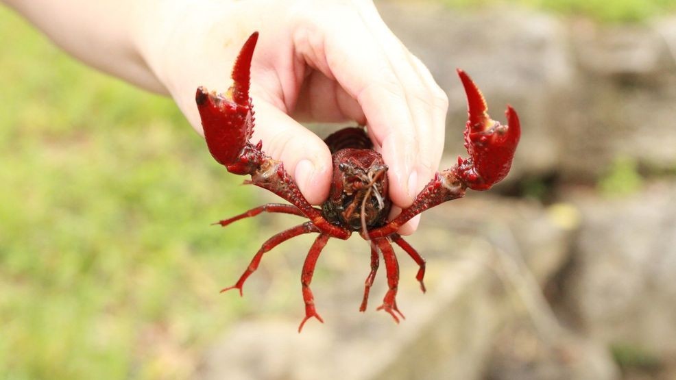 Invasive red swamp crayfish being used as food for MU's Raptor Rehab