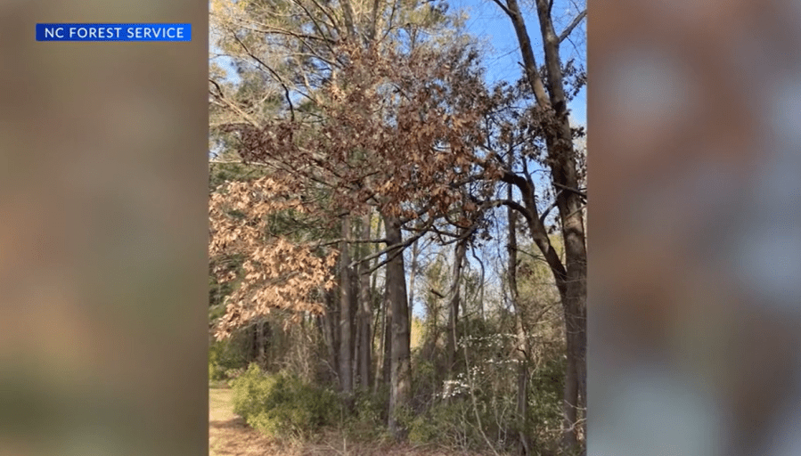 Tree-killing fungus disease reaches Eastern N.C.