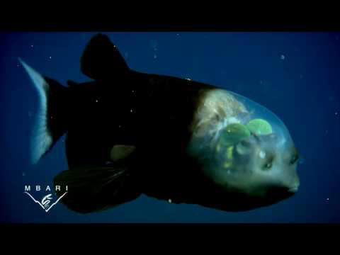This Fish Has a Weird See-Through Head With Its Eyes On The Inside ...