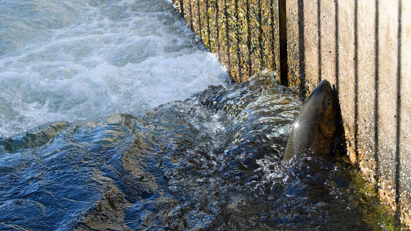 Trump pulls out of NW salmon agreement