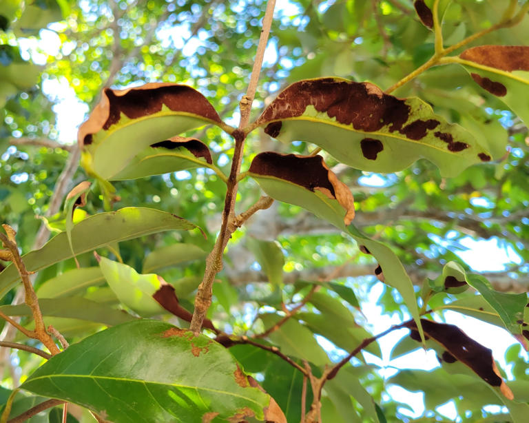 There's a pest that can harm your lychee trees: Here's how to battle ...