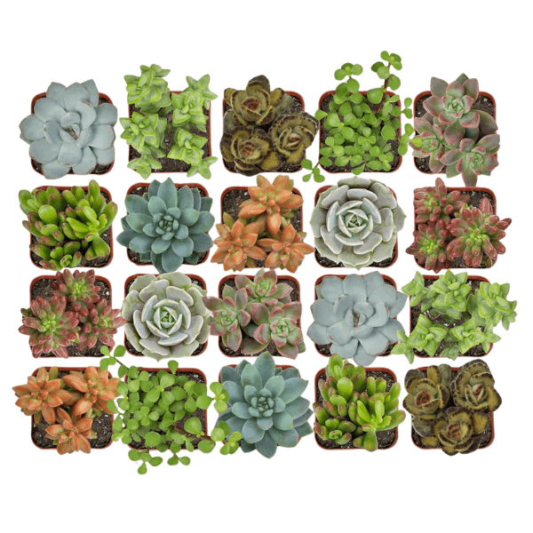 Gifts For Plant Lovers: Perfect Presents For Every Plant Parent