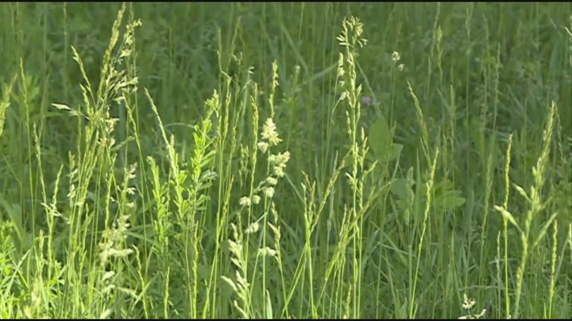 First Alert Weather: Springfield lawn care workers’ schedules return to ...