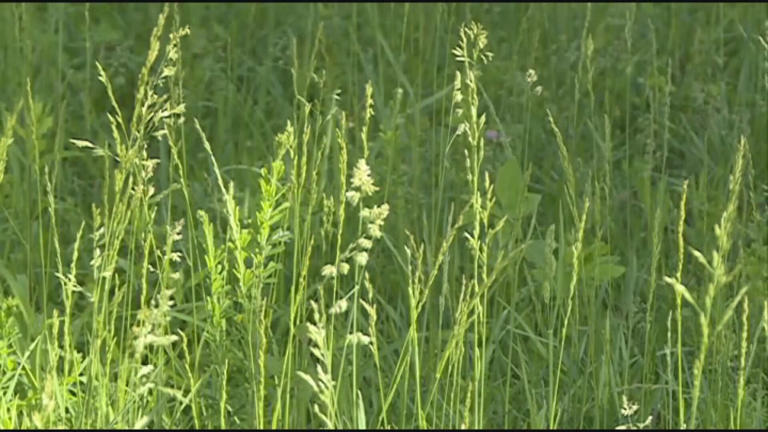 First Alert Weather: Springfield lawn care workers’ schedules return to ...