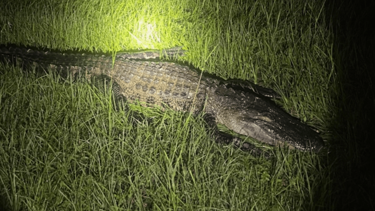Car collides with 7-foot alligator in Jones County