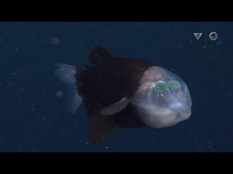 This Fish Has a Weird See-Through Head With Its Eyes On The Inside ...