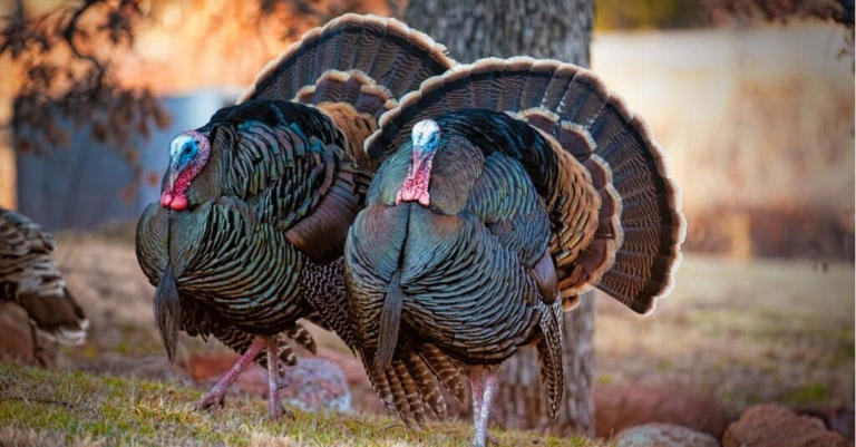 What Do Turkeys Eat?