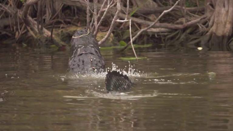 Florida pitches 'Alligator Alcatraz' to hold migrants