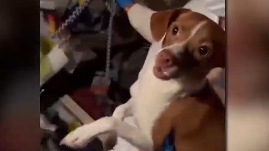 Texas County animal rescue group finds several dead dogs in abandoned home