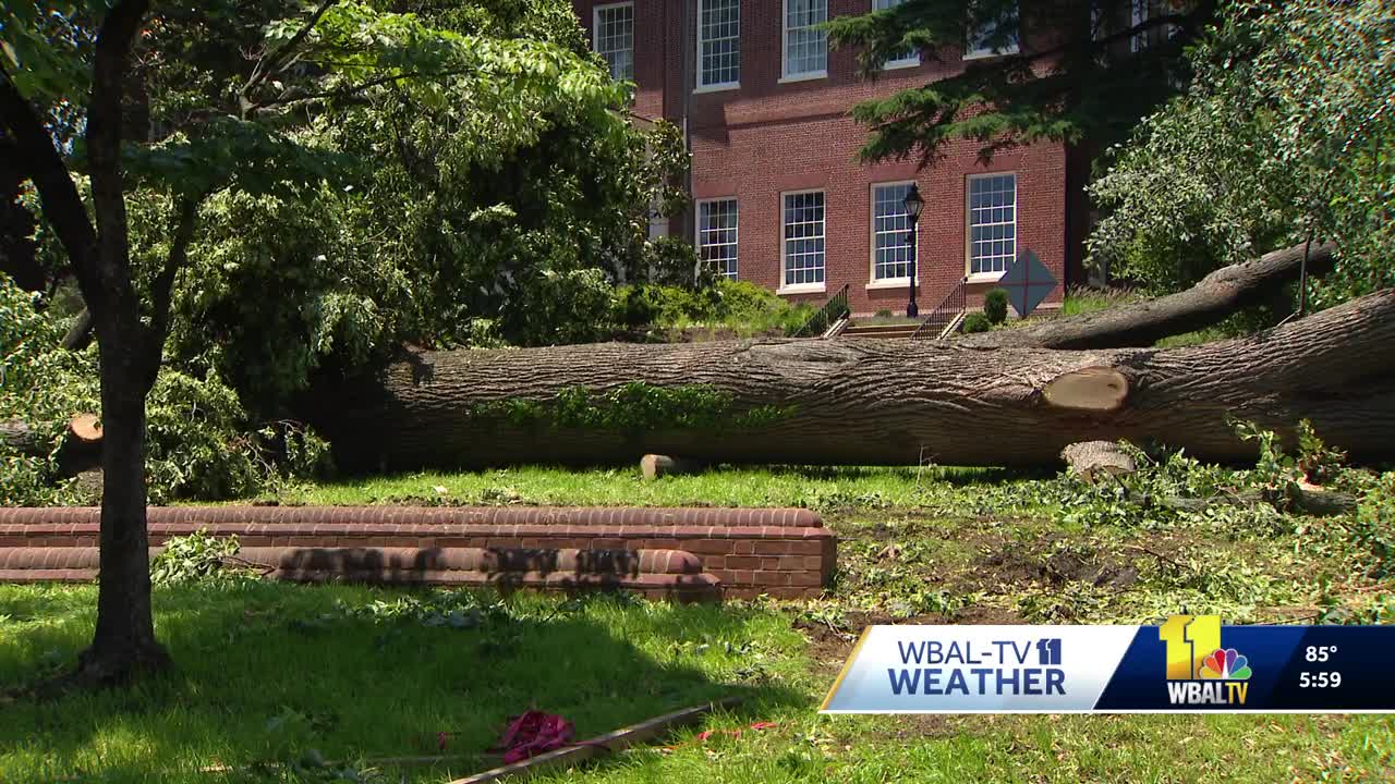 Massive Annapolis tree among dozens downed after storms