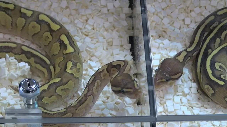 ‘Something a little different’: Weekend reptile expo sets up in Longview