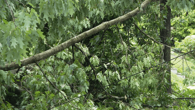 Tree topples during storm after NW DC residents say they previously had ...