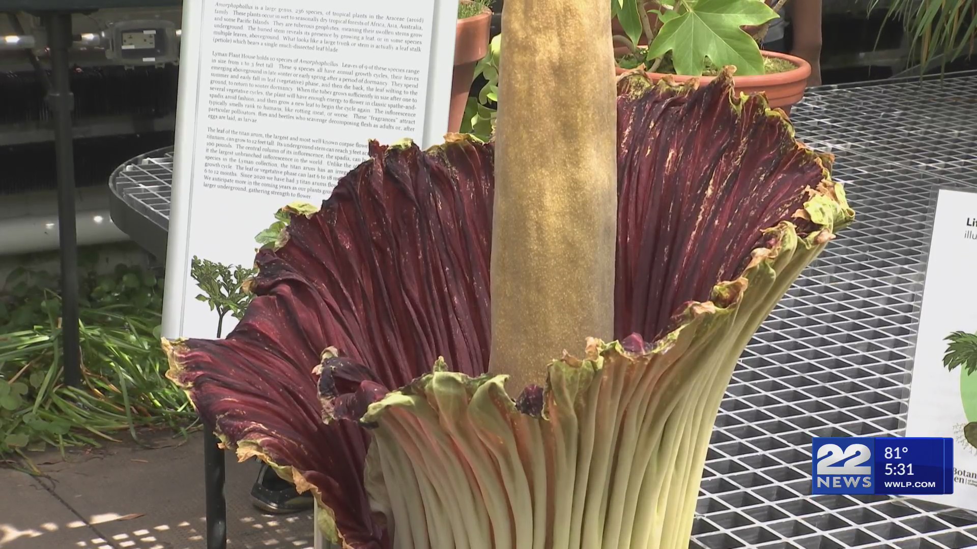 Corpse flower blooms at Smith College's botanical garden