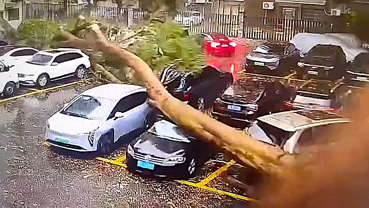 Motorist narrowly avoid being crush by falling tree in parking lot